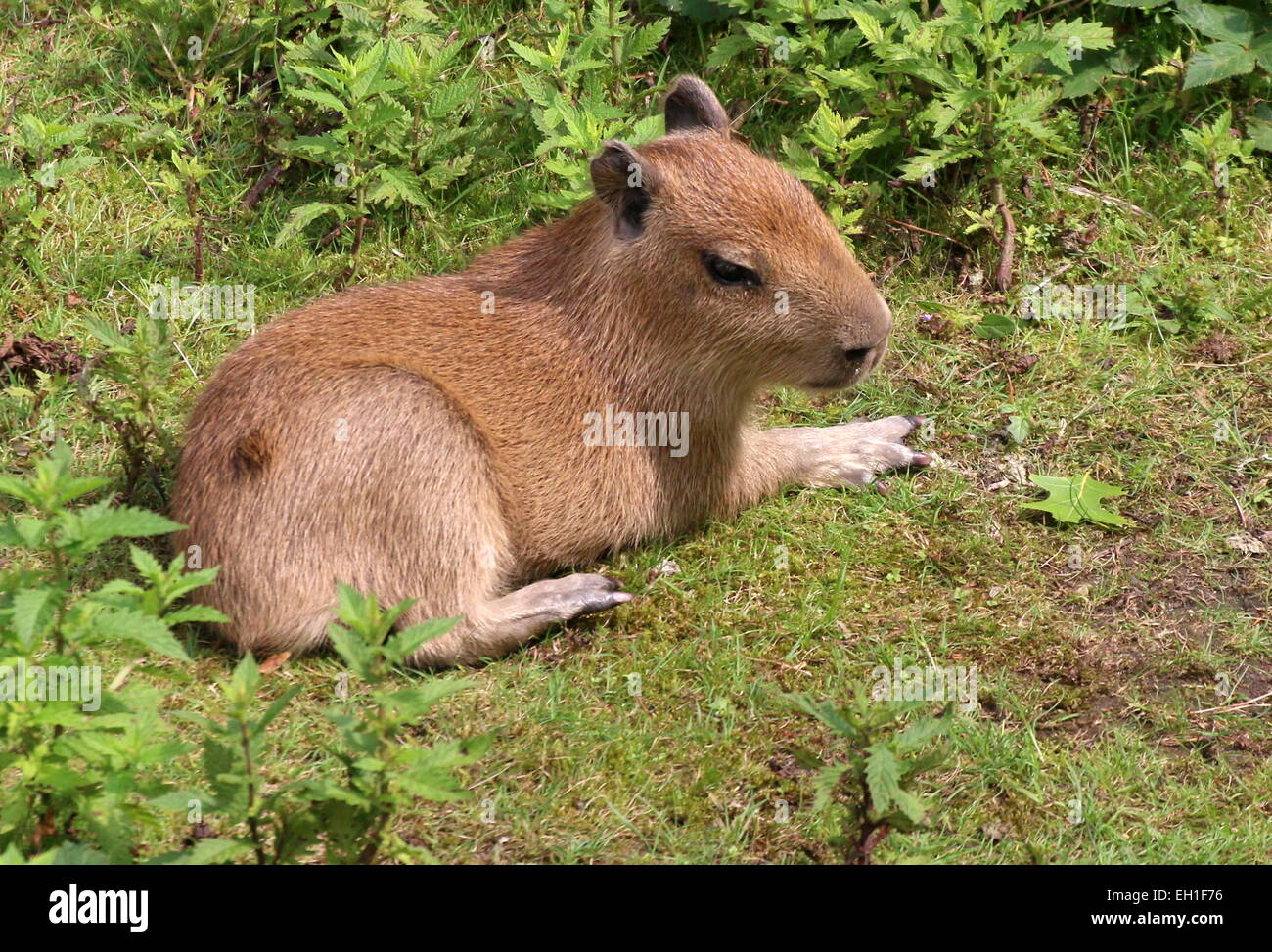Small capybaras hi-res stock photography and images - Alamy