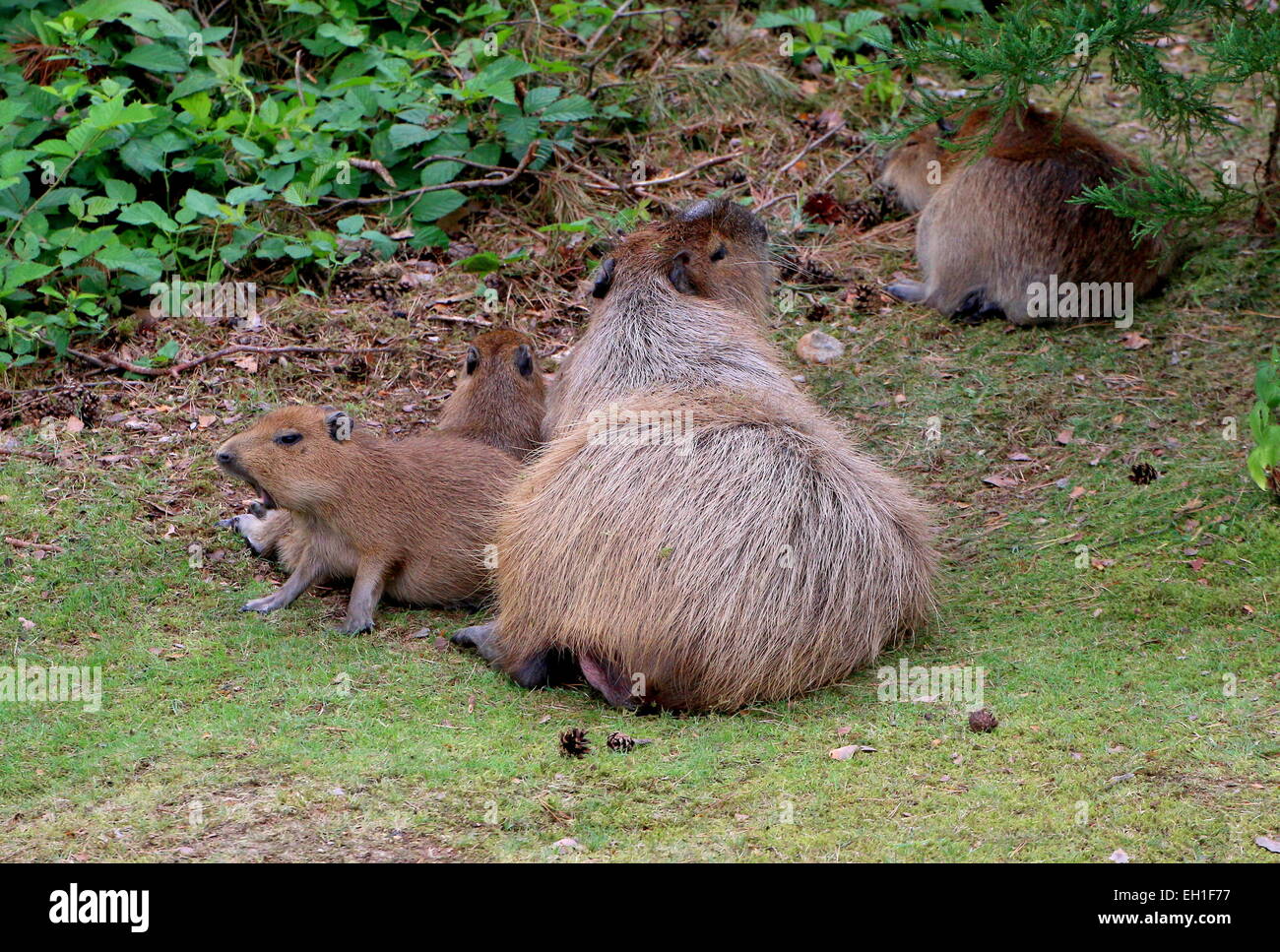 Capybara baby hi-res stock photography and images - Alamy