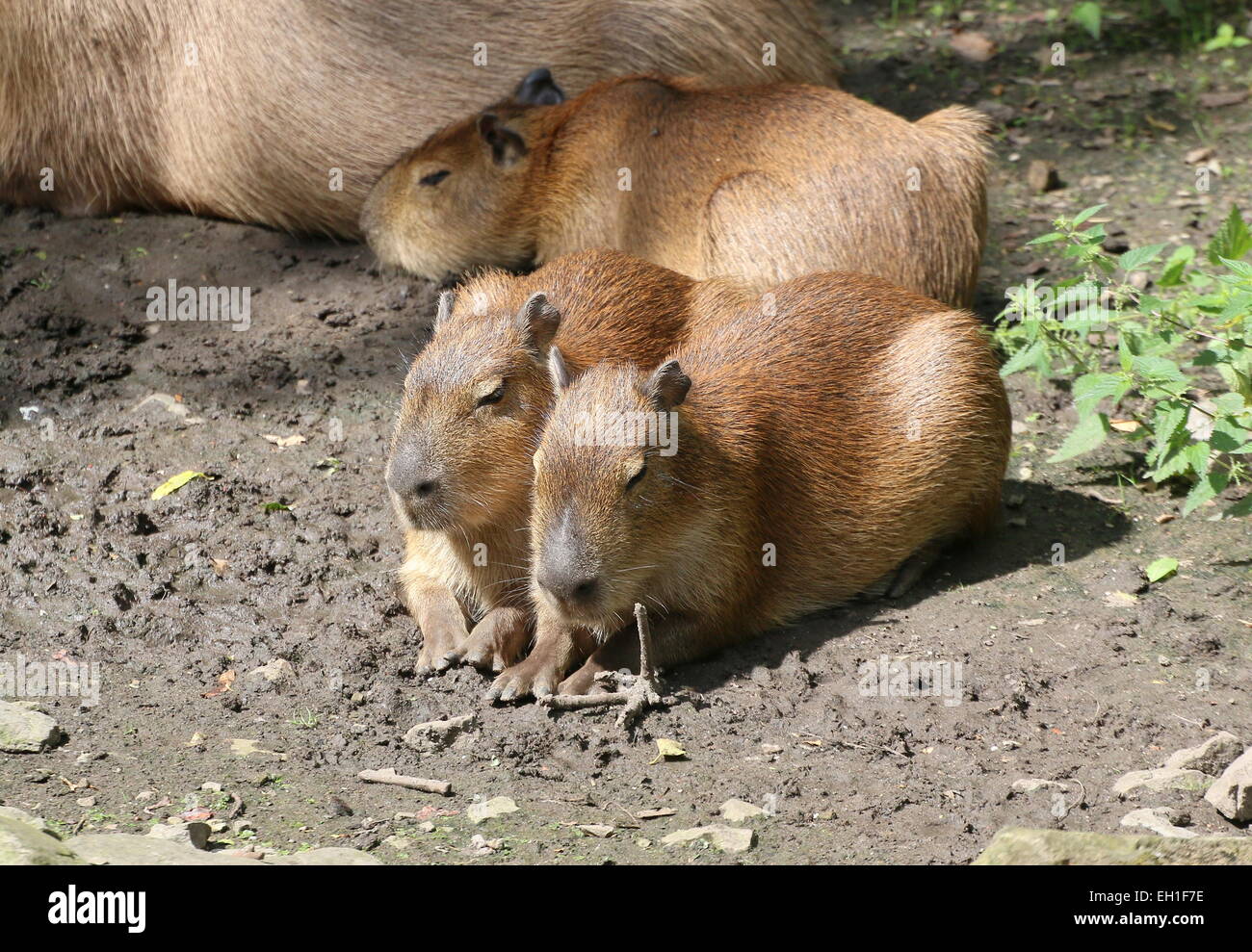 Three capybaras hi-res stock photography and images - Alamy
