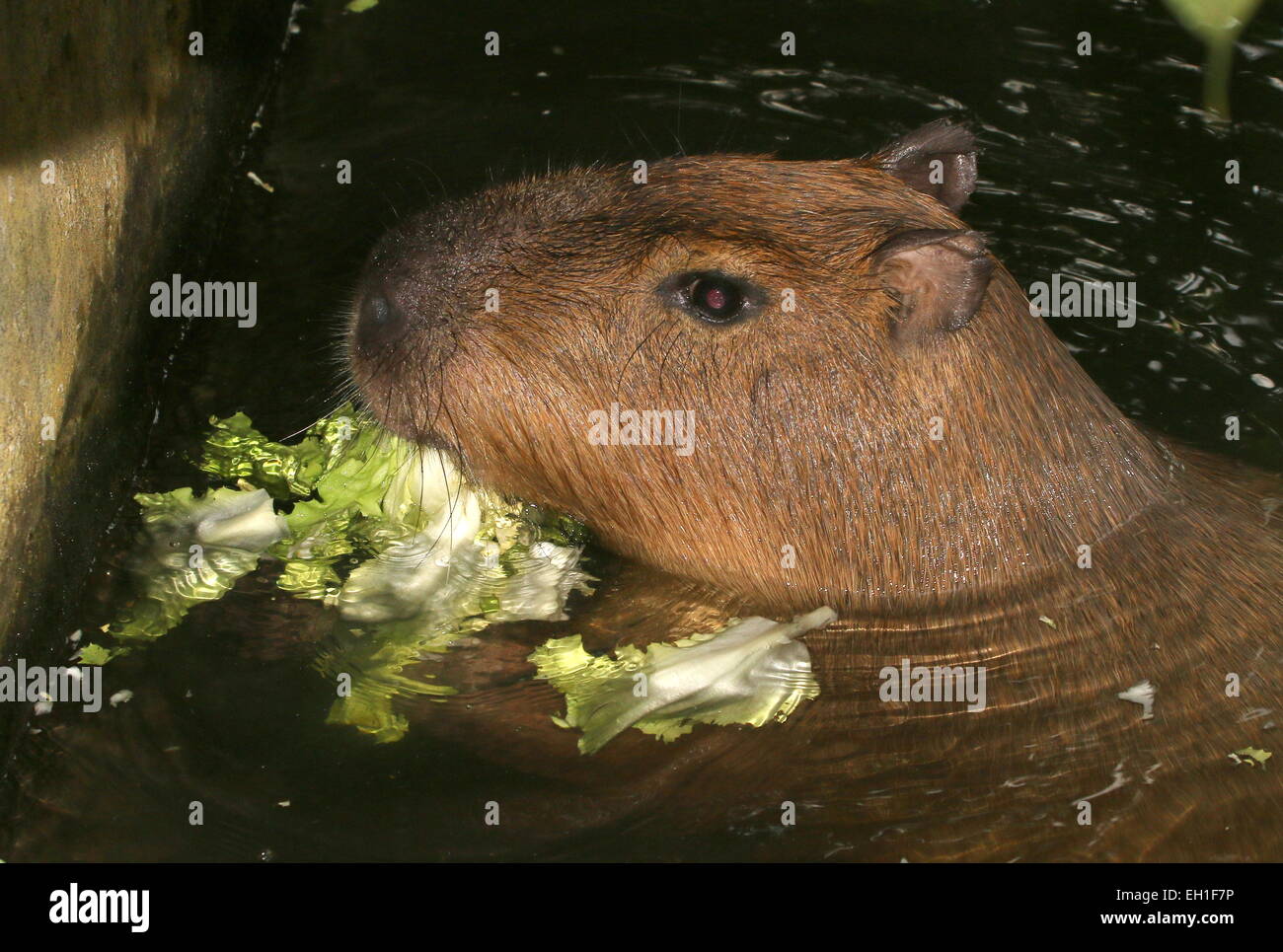 Capybara eating hi-res stock photography and images - Alamy