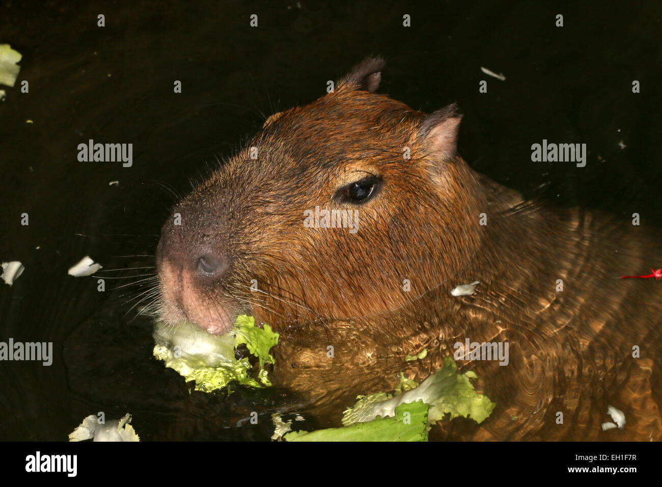 Capybara with food hi-res stock photography and images - Alamy