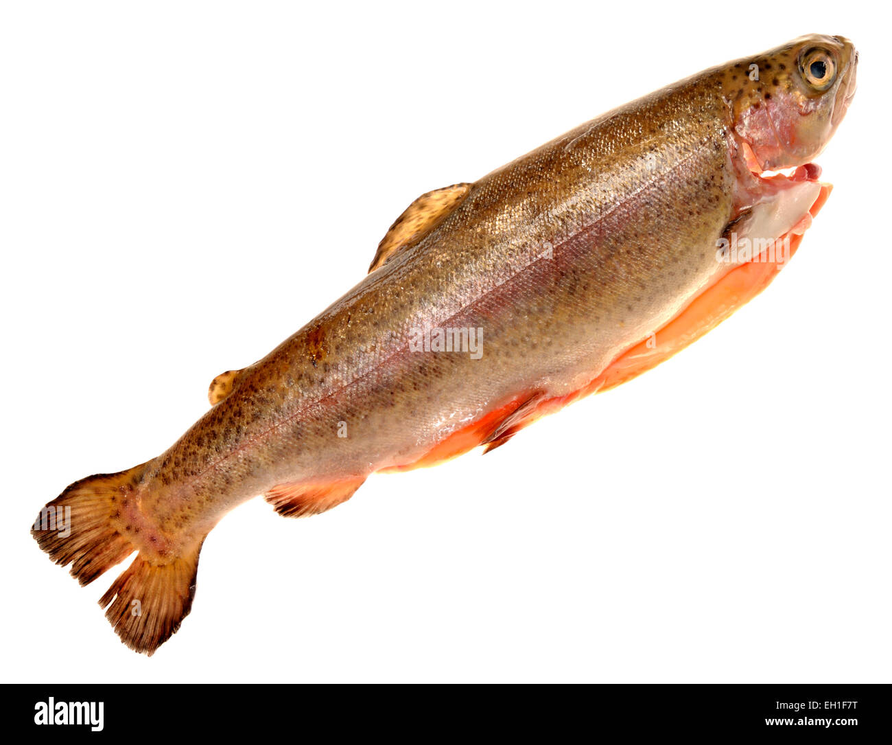 Rainbow trout hi-res stock photography and images - Alamy