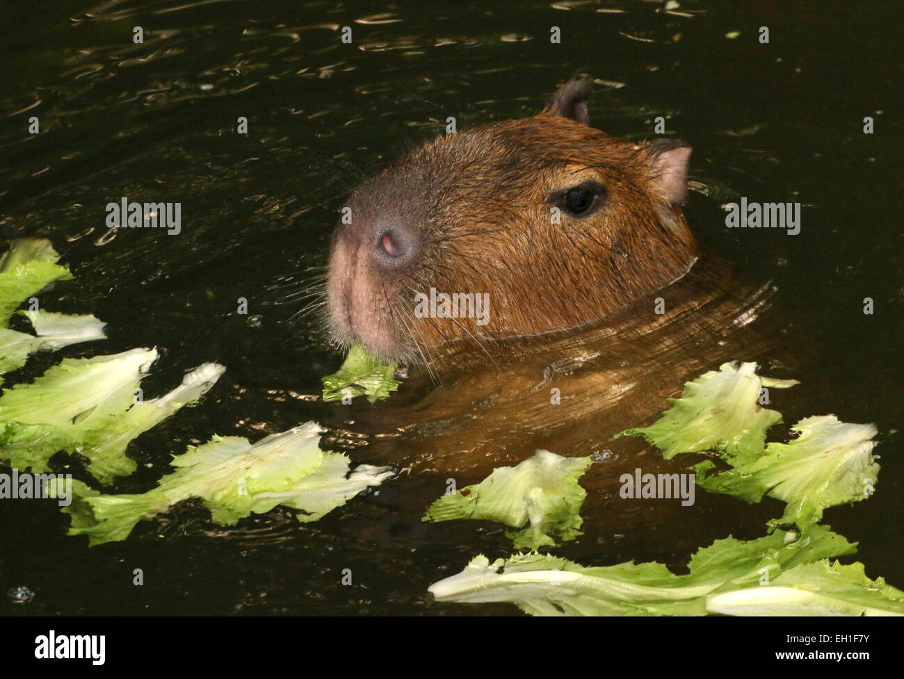 Capybara eating hi-res stock photography and images - Alamy