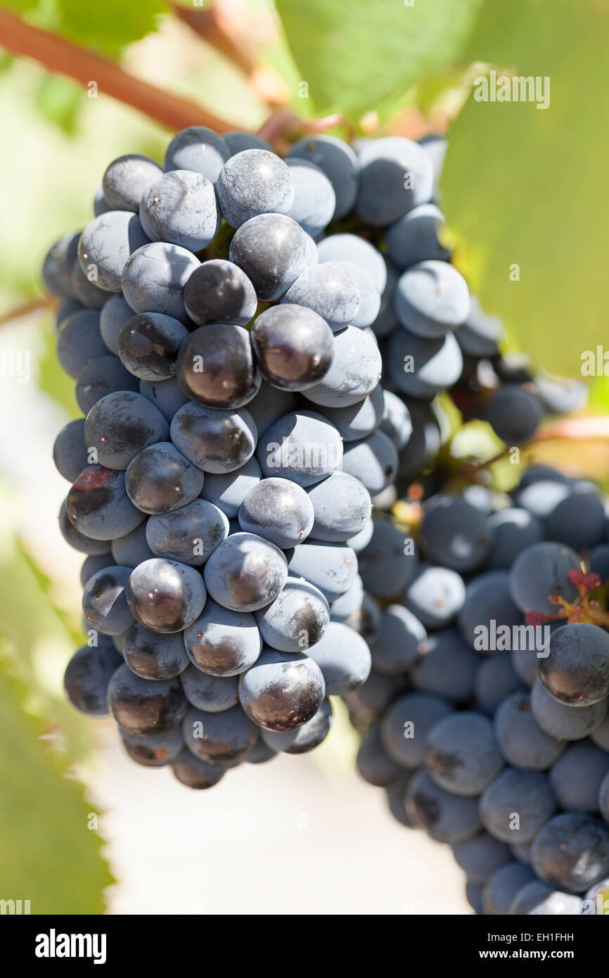 Syrah hi-res stock photography and images - Alamy