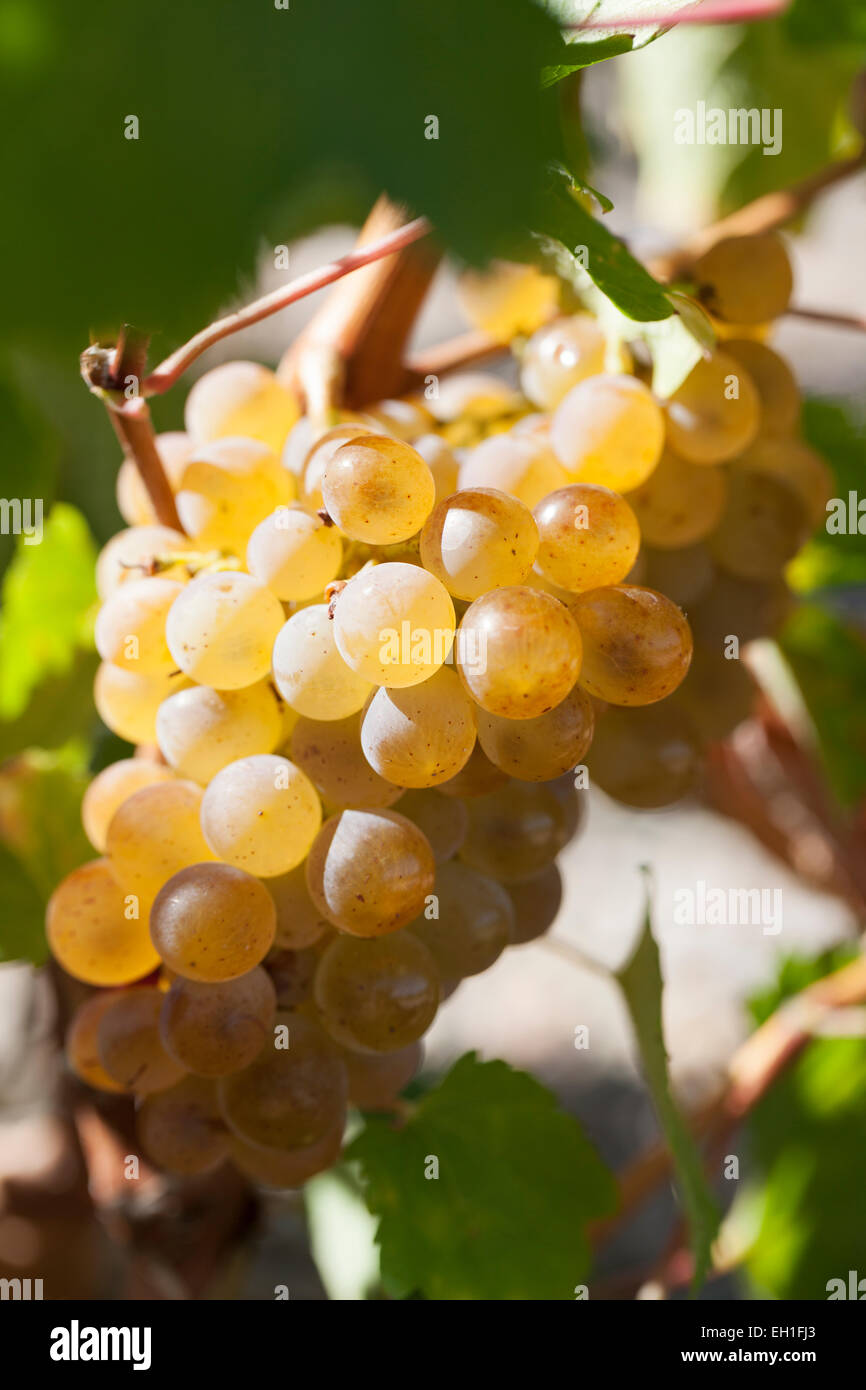 Colombard hi-res stock photography and images - Alamy