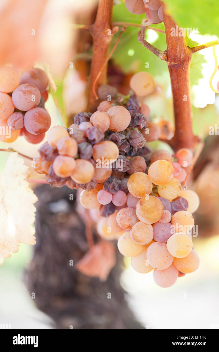 Gewurztraminer hi-res stock photography and images - Alamy