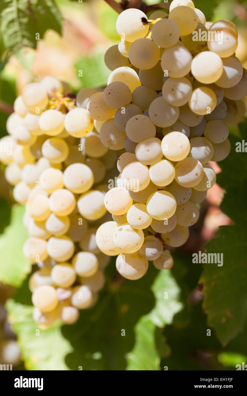 Grapes : Semillon. France Stock Photo - Alamy