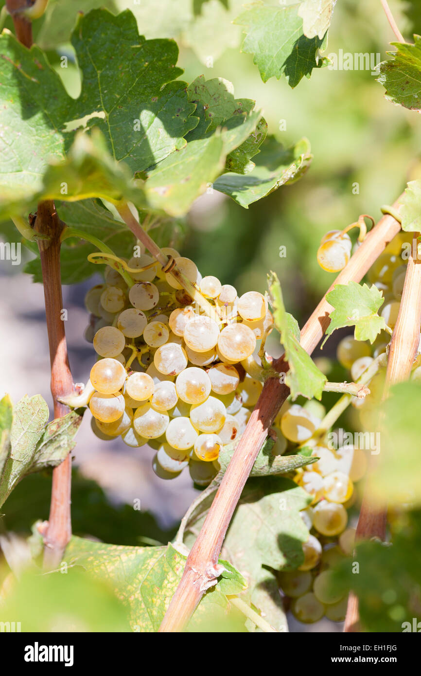 Viognier grape hi-res stock photography and images - Alamy