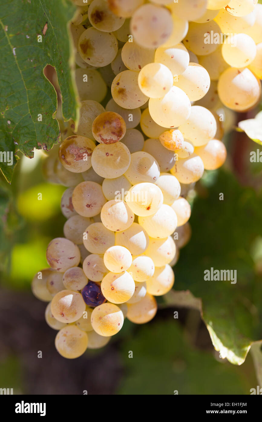 Ugni hi-res stock photography and images - Alamy