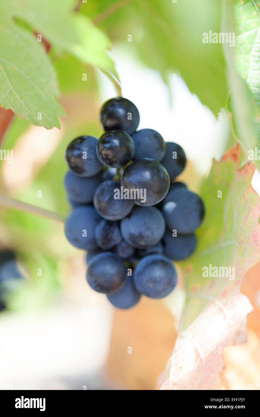 Grapes : Kadarka. (aka Kadarka Blau). Albania Stock Photo - Alamy