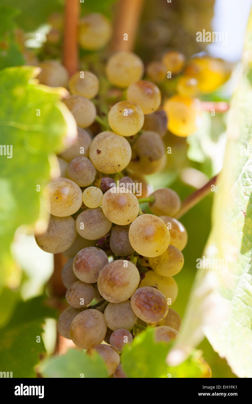 Furmint grape hi-res stock photography and images - Alamy