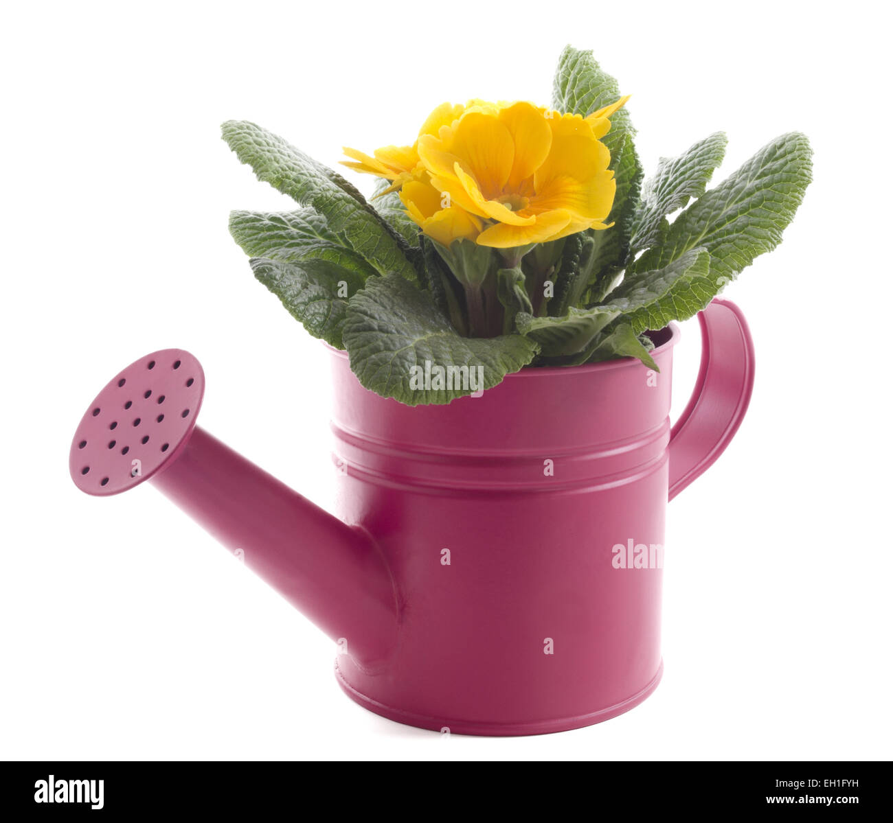yellow primrose in a pink metal watering can on white background Stock ...