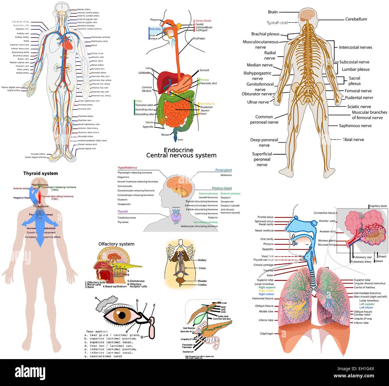 Human Body Systems High Resolution Stock Photography and Images - Alamy