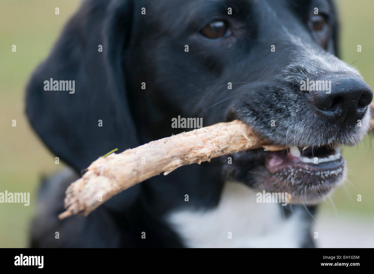Dog and stick hi-res stock photography and images - Alamy