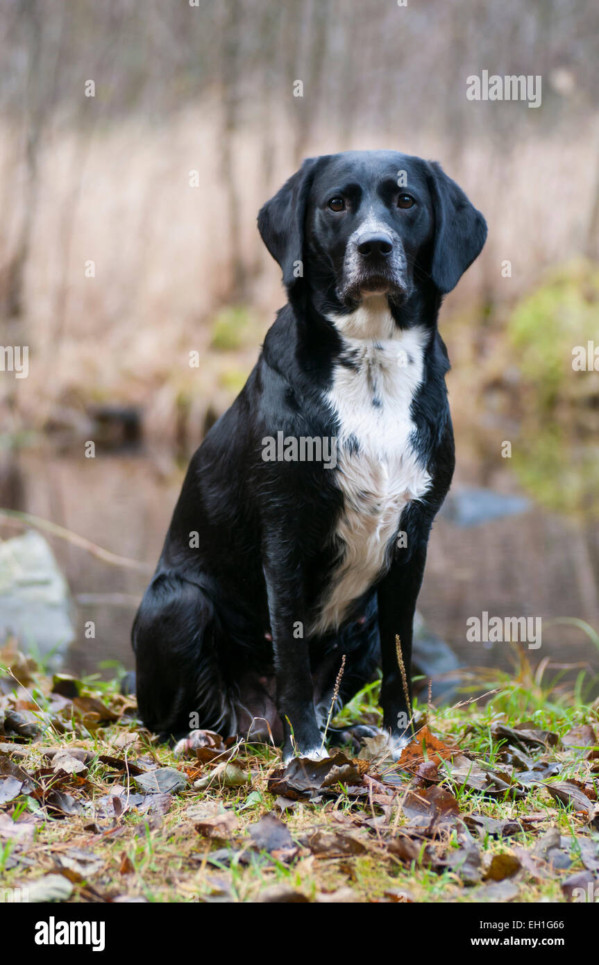 Instructions dog hi-res stock photography and images - Alamy