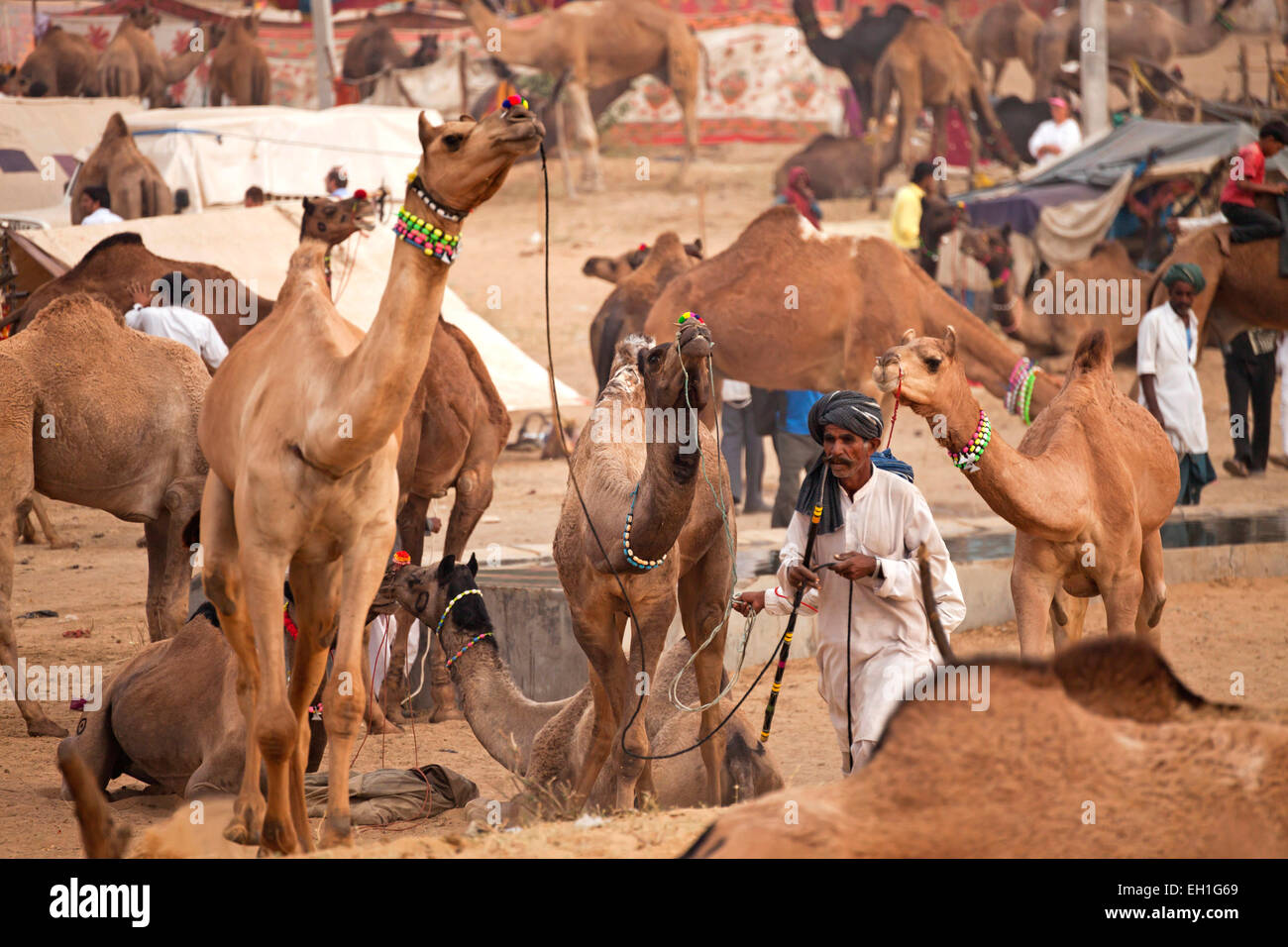 camel and livestock fair Pushkar Fair or Pushkar Mela, Pushkar ...