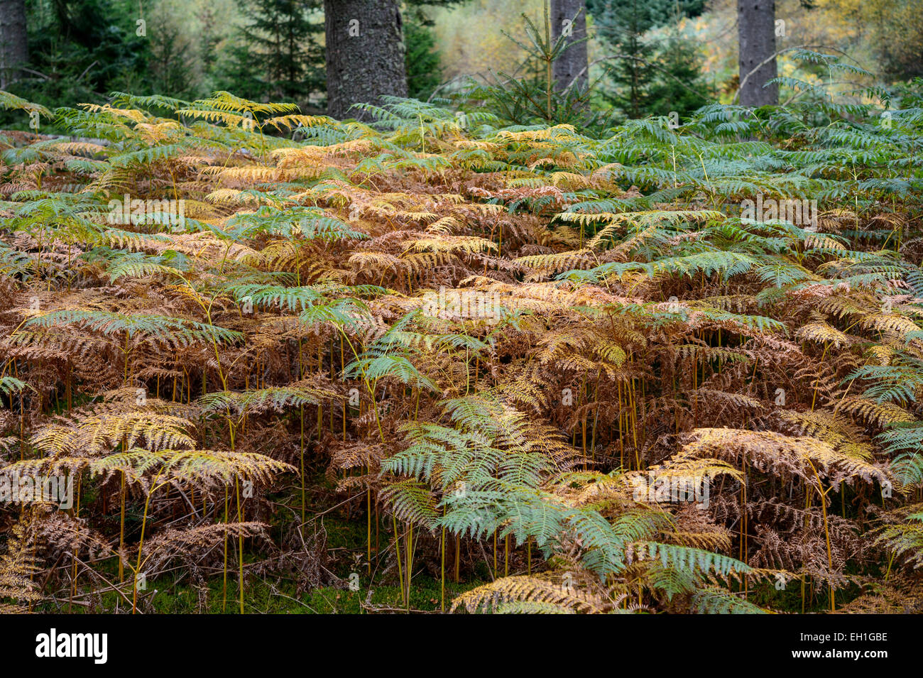 Autumn Fall colour color changes in a large area of forest ferns fern ...