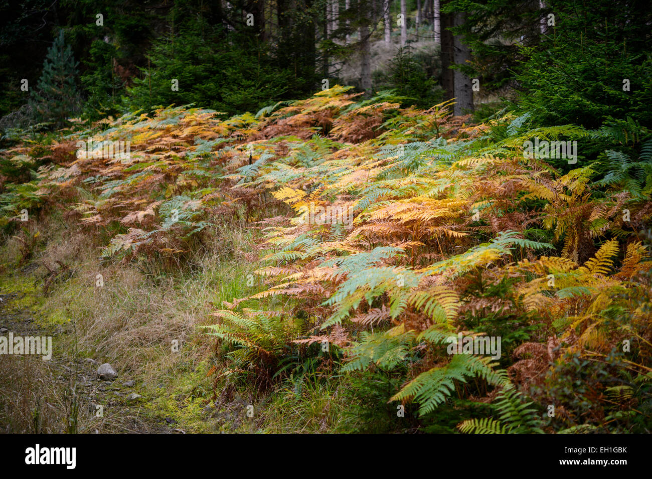A bed clump patch of ferns showing Autumn Autumnal Fall color colour ...