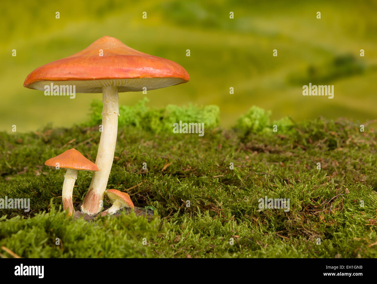 Three red toadstools on moss to be used as fairy tale background Stock ...