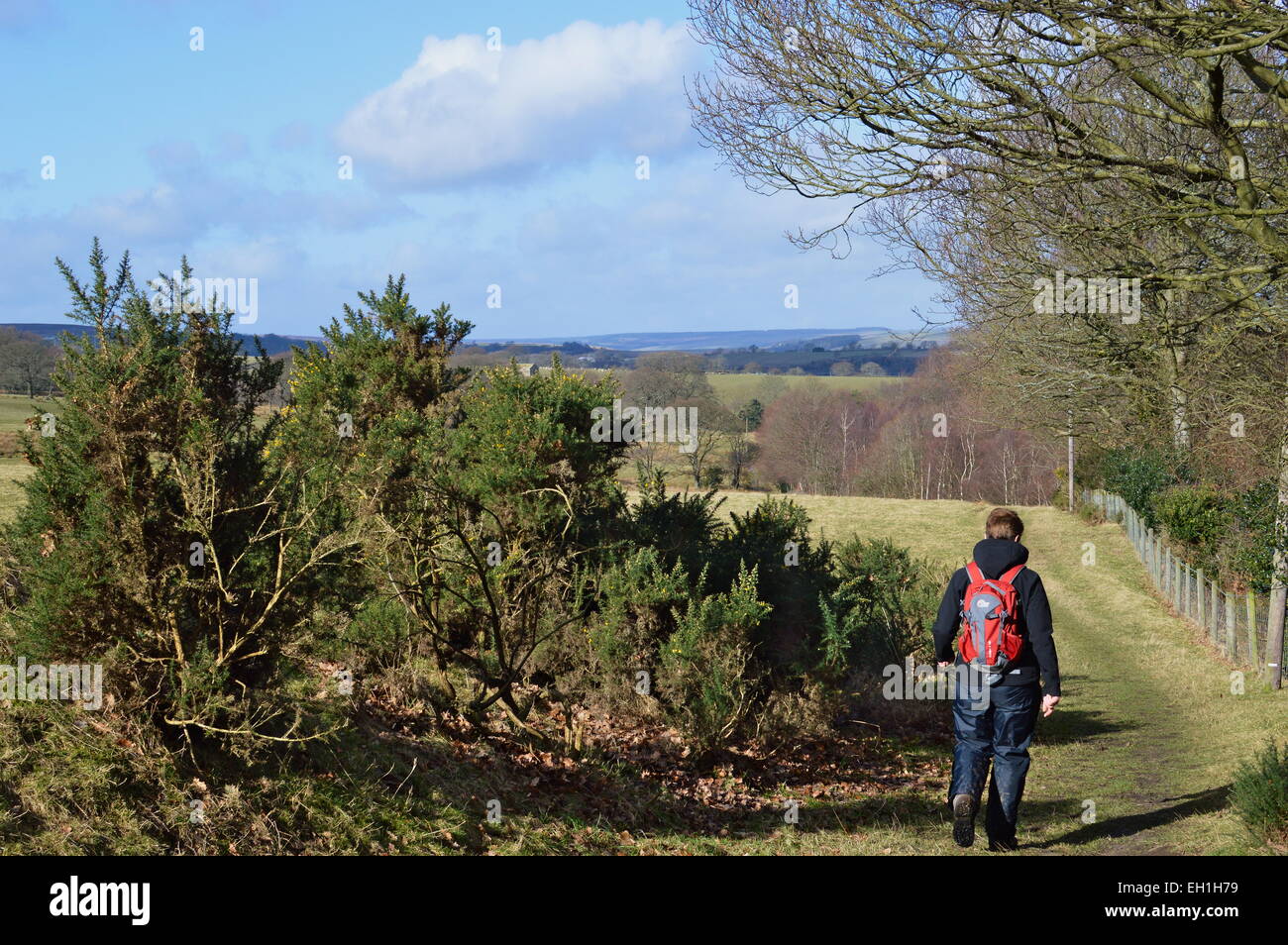 Walker on a public footpath near Castleside, Co. Durham Stock Photo - Alamy