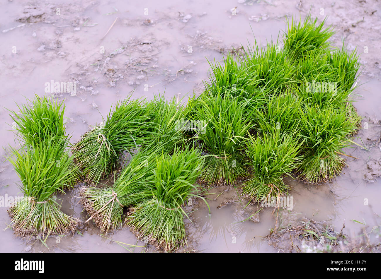 Rice paddy, ready for planting, outskirts of Hanoi, Vietnam Stock Photo ...