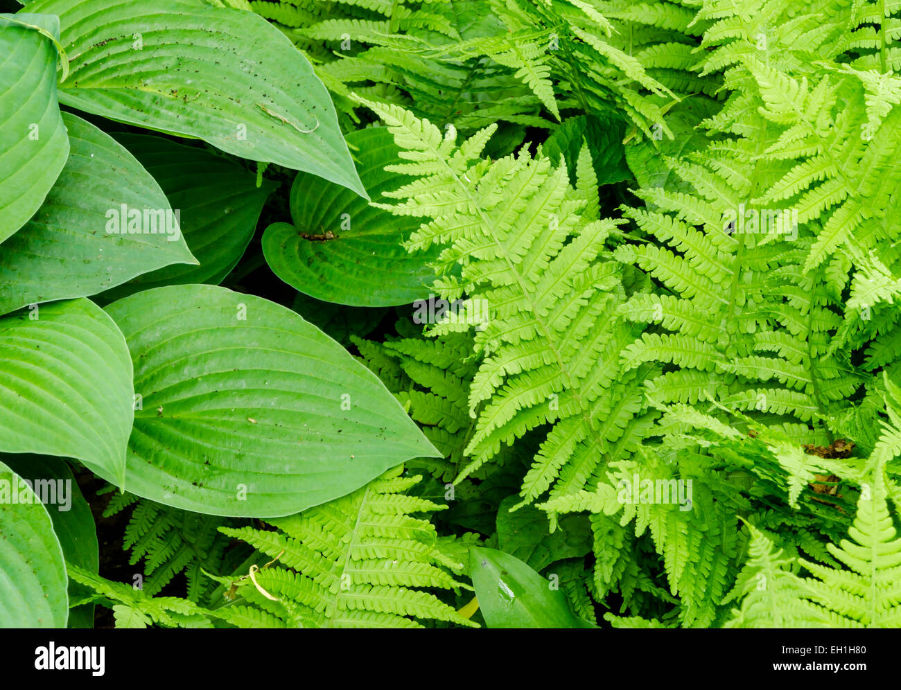 Hosta fern hi-res stock photography and images - Alamy