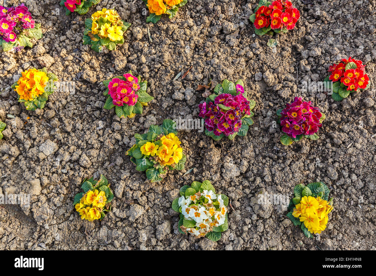 Autumn planting primrose Stock Photo - Alamy