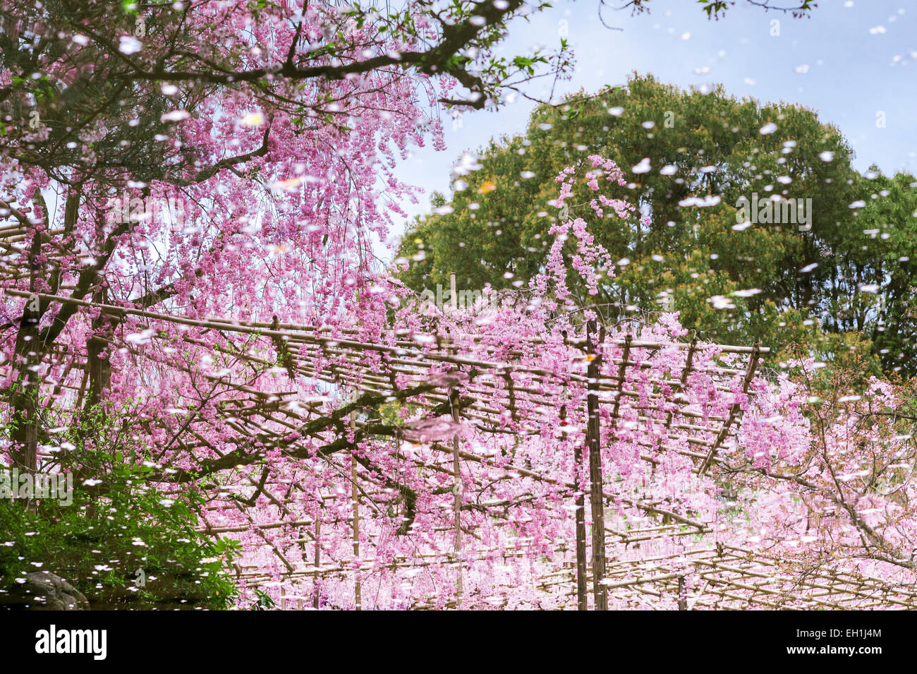 Sakura pond hi-res stock photography and images - Alamy