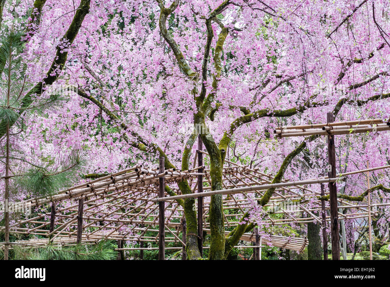 Weeping Cherry Blossom Japan High Resolution Stock Photography and ...