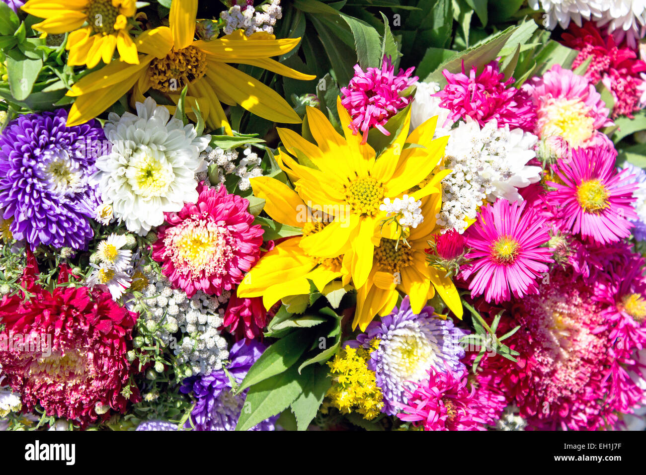 Colorful flowers background Stock Photo - Alamy