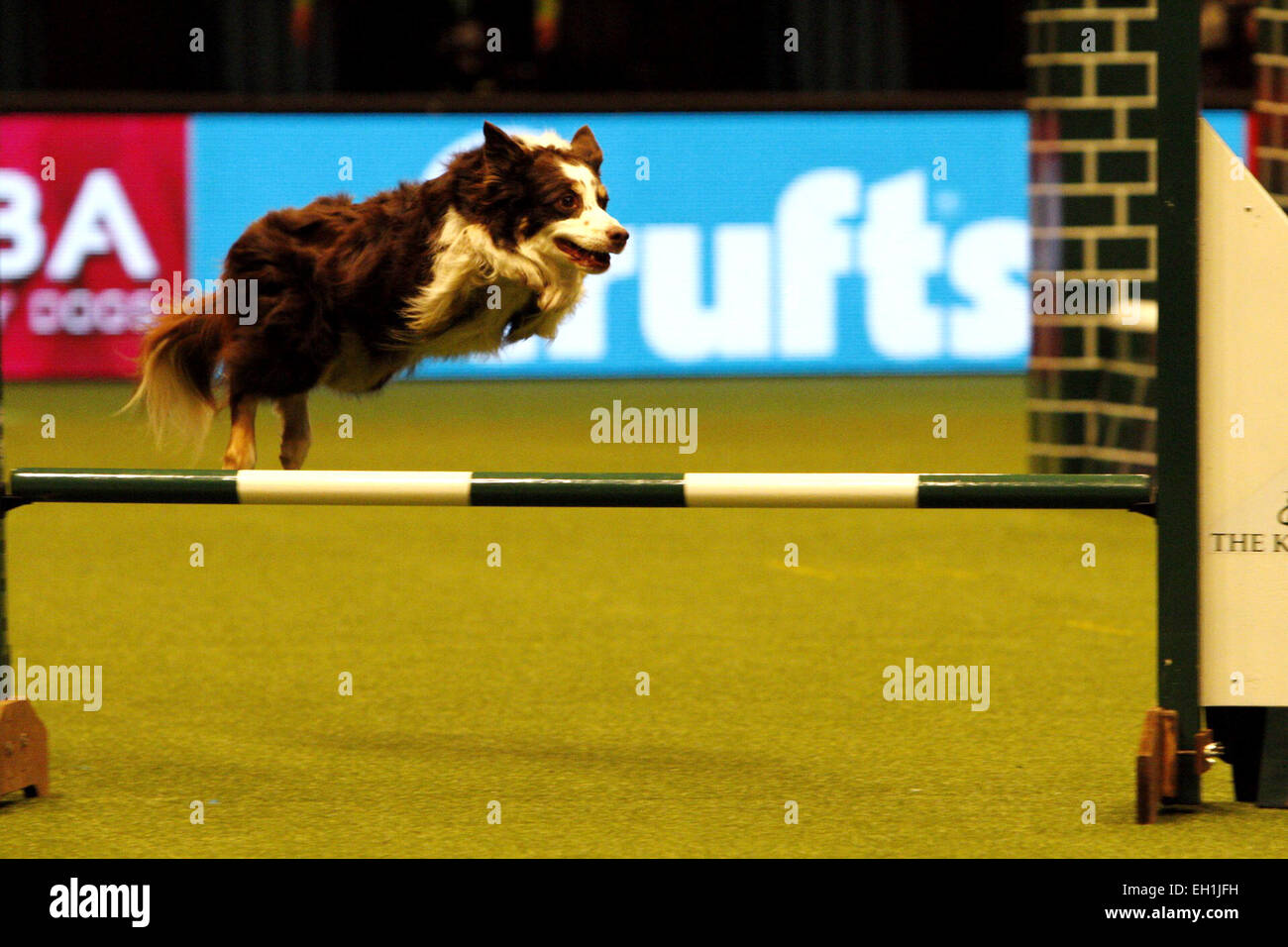 Birmingham, UK. 5th March, 2015. A Dog performs in the Agility ...