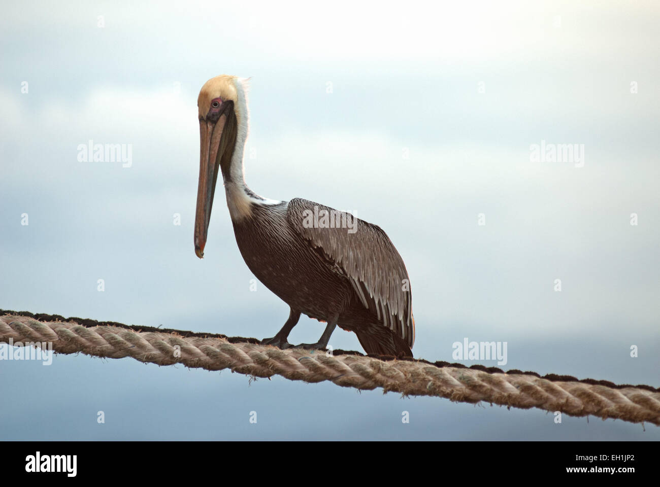 Mooring line hauser hi-res stock photography and images - Alamy