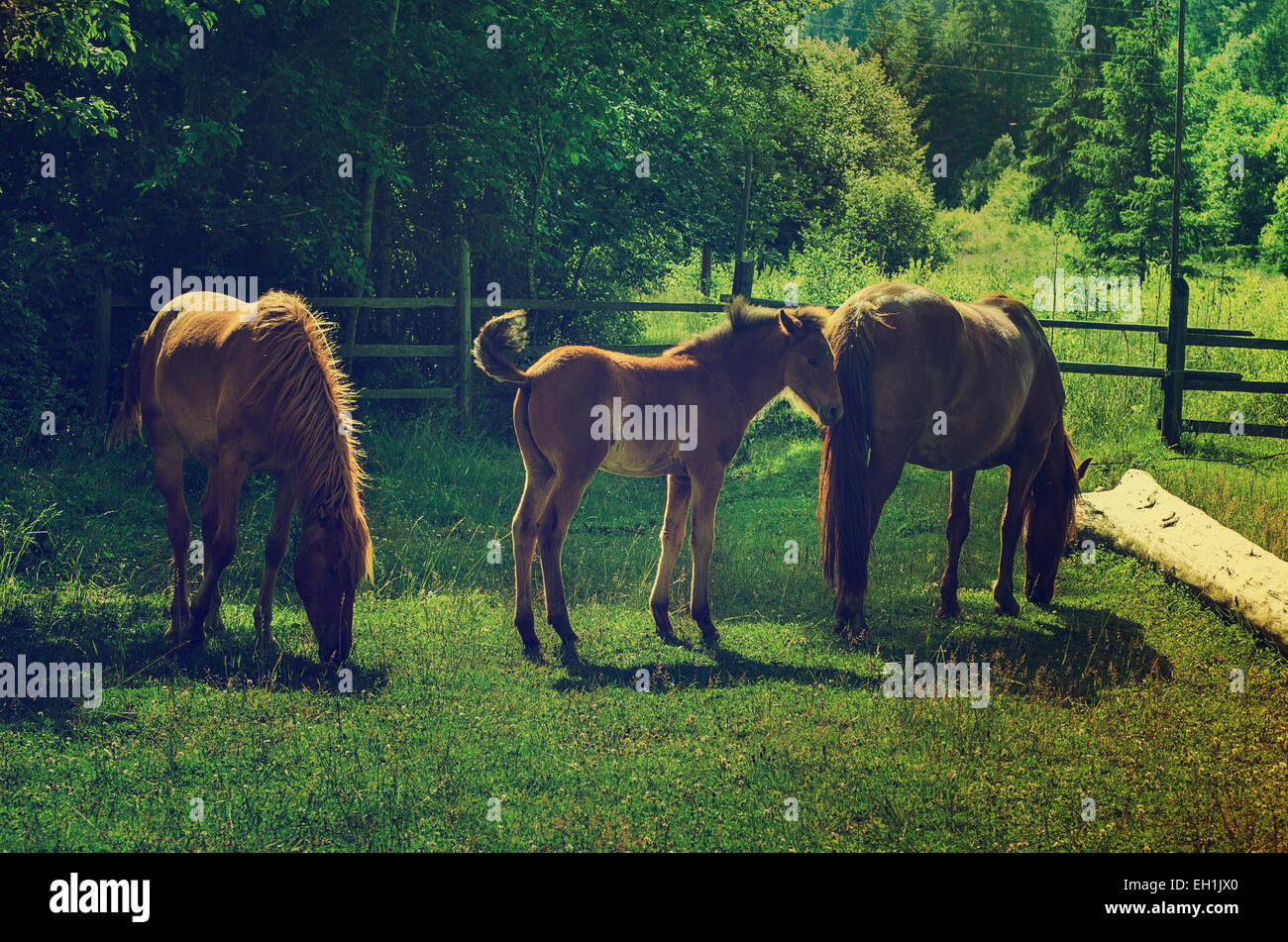 Graze child mother hi-res stock photography and images - Alamy