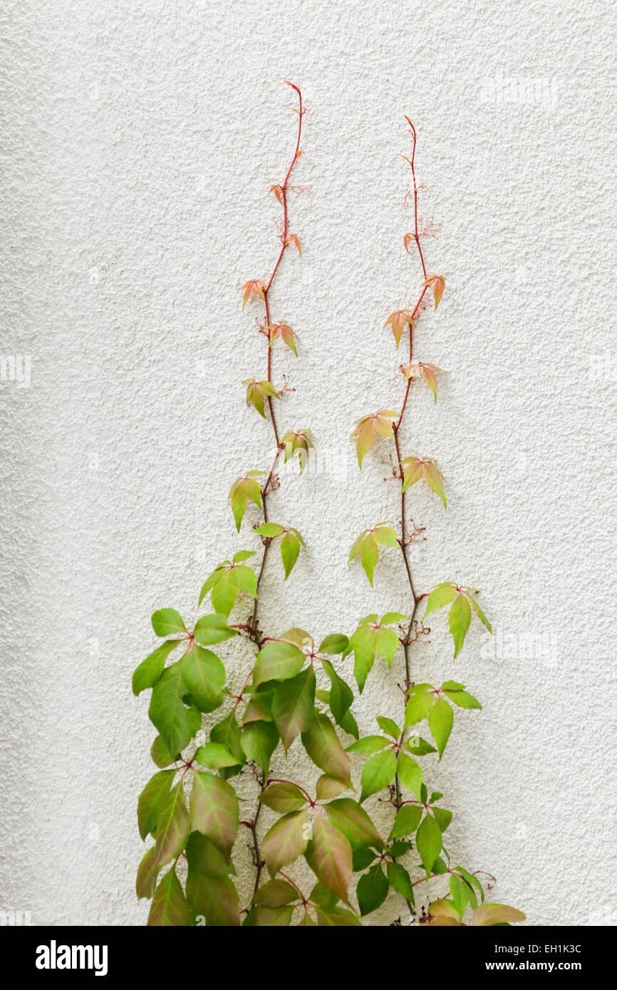 Creepers on white wall hi-res stock photography and images - Alamy