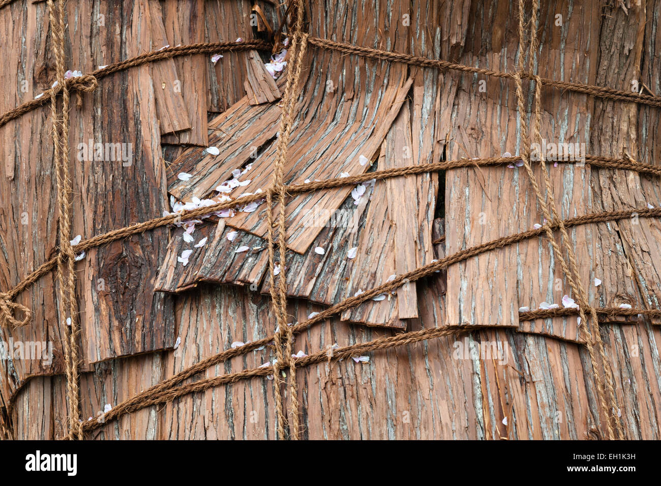 Ancient cherry tree hi-res stock photography and images - Alamy