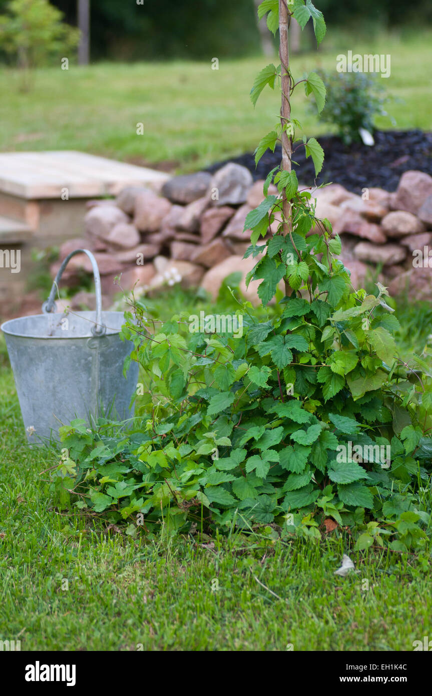 Hop pole hi-res stock photography and images - Alamy