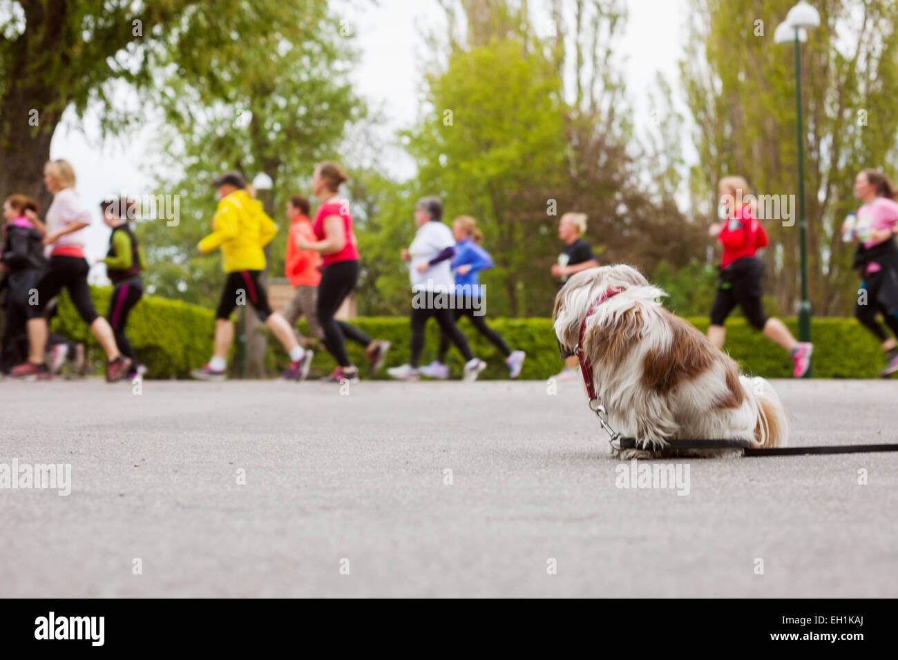 Man men running with dog hi-res stock photography and images - Alamy