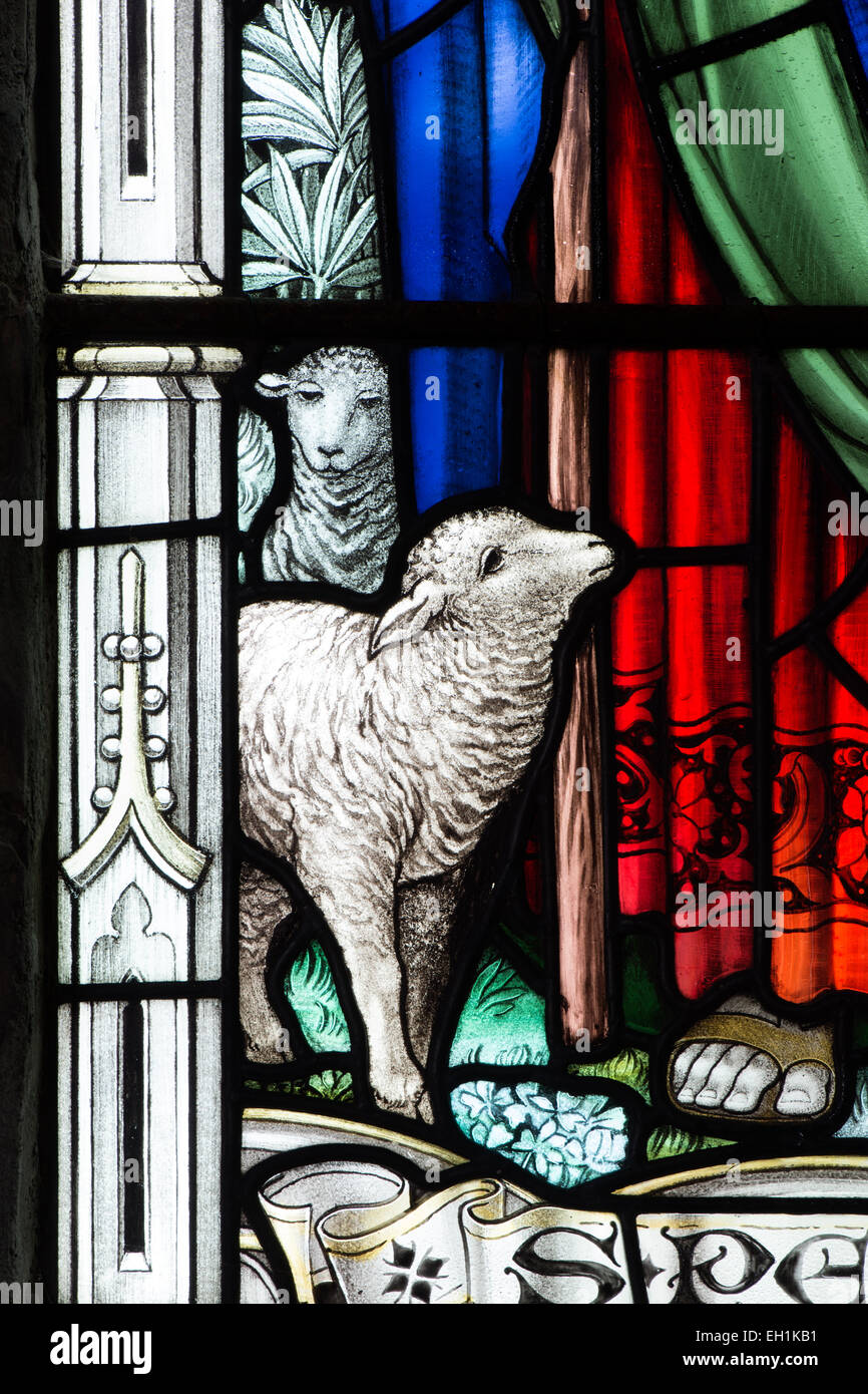 Sheep stained glass detail, St. Laurence`s Church, Ansley, Warwickshire ...
