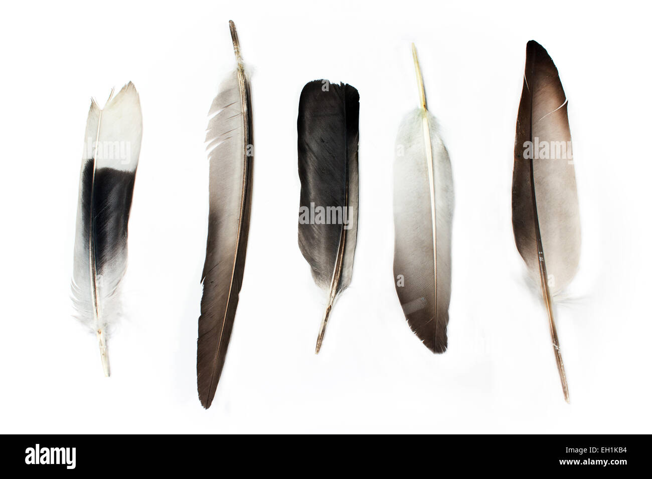Feathers isolated on white Stock Photo - Alamy