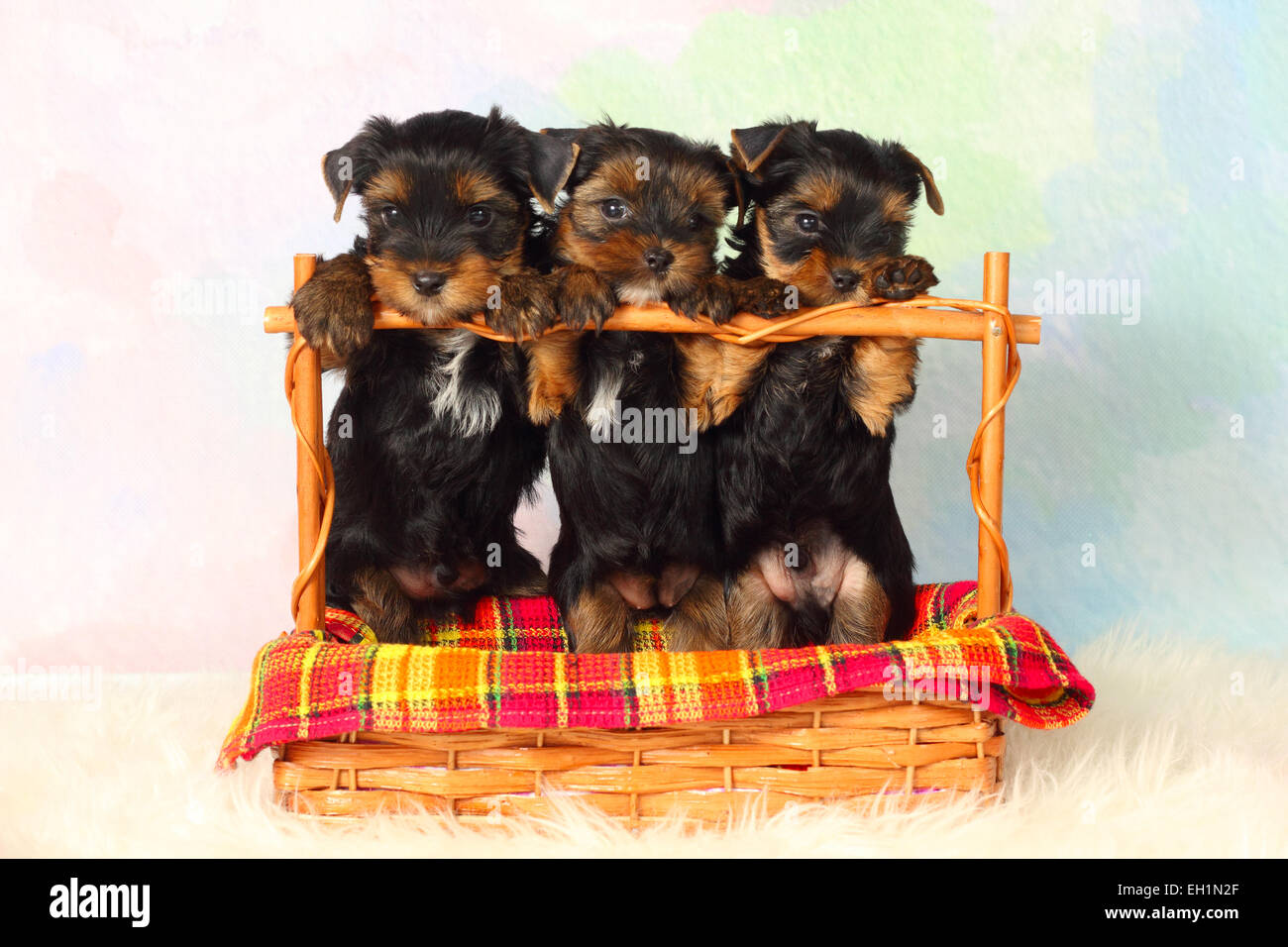 Three puppies Yorkshire terrier Stock Photo - Alamy