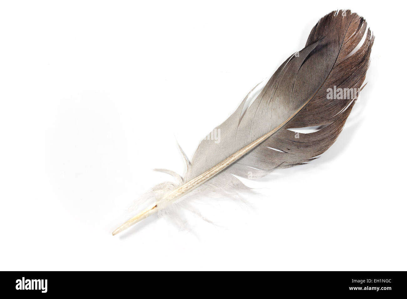 Gray feather isolated on white Stock Photo - Alamy