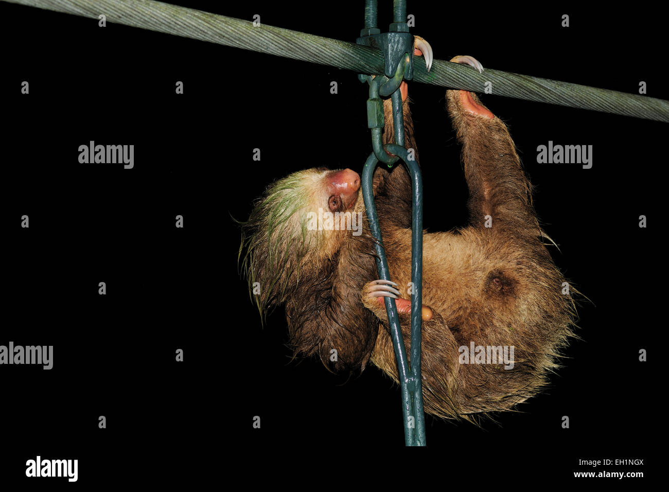 Three-Toed Sloth (Bradypus variegatus) using a bridge to gross a river ...