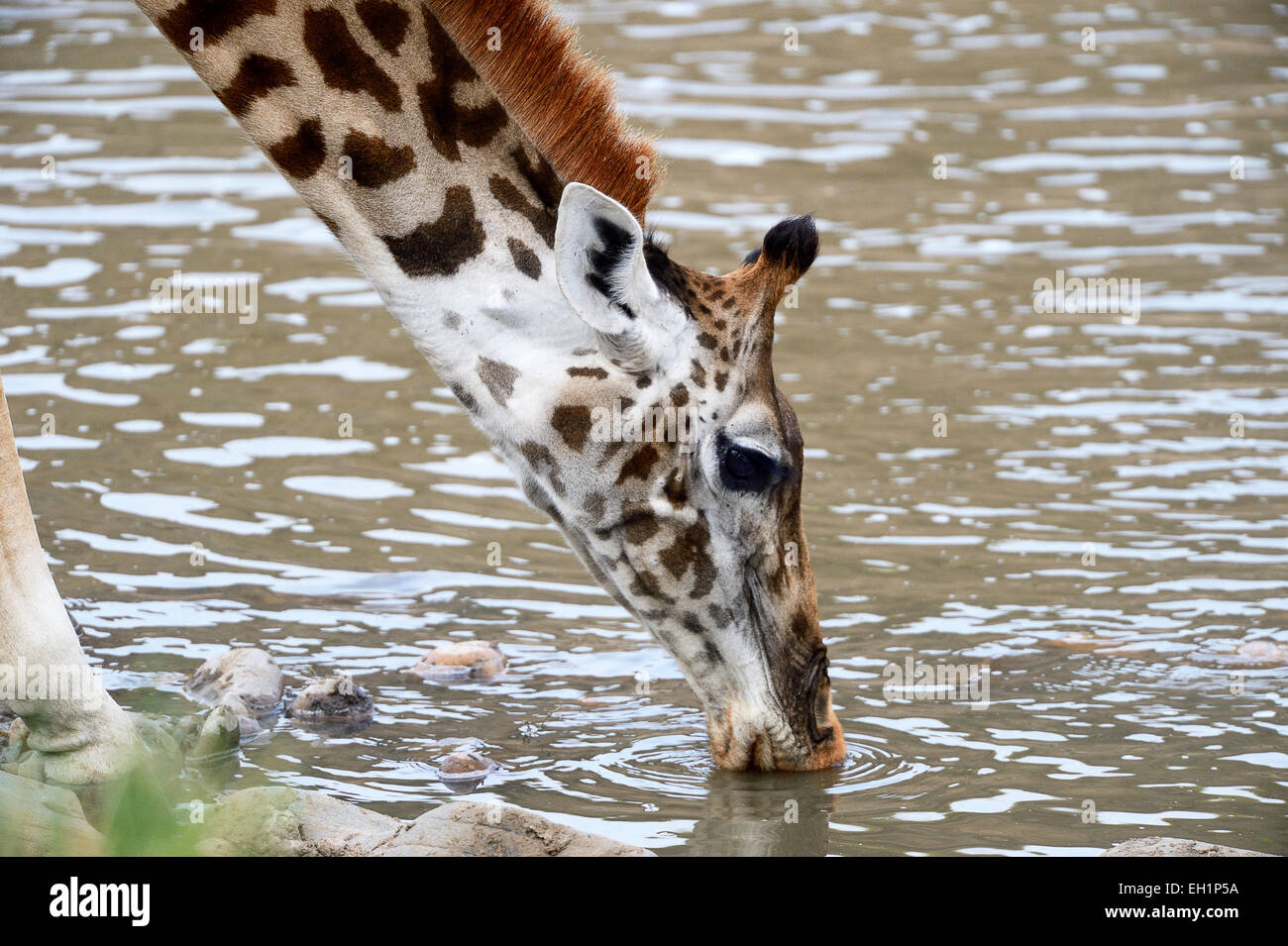 Masai giraffe (Giraffa camelopardalis tippelskirchi) drinking at the ...