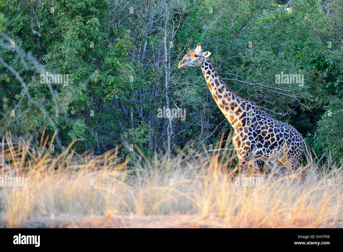 Rhodesian giraffe (Giraffa camelopardalis thornicrofti), bull in the ...
