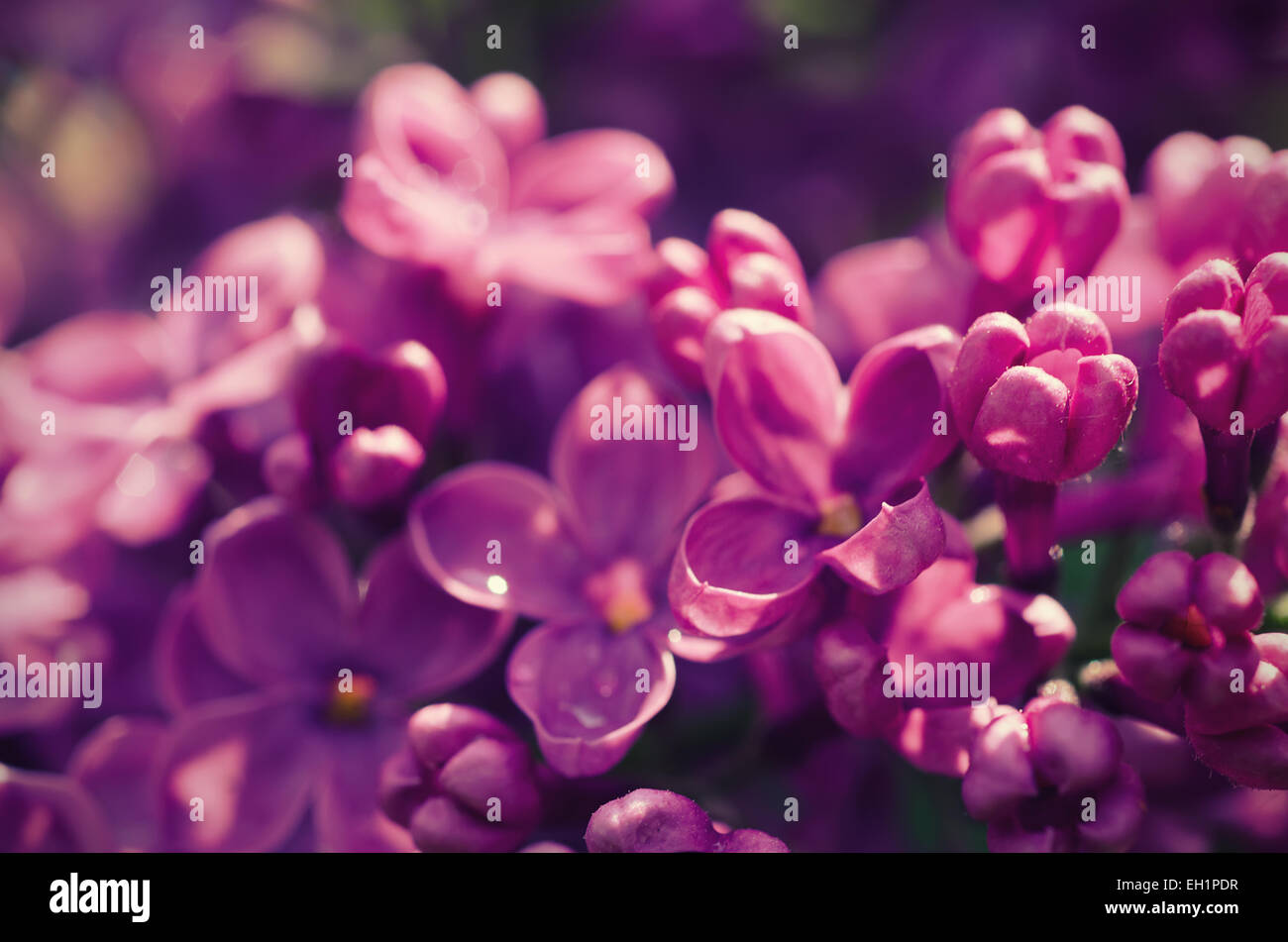 Lilac flowers background Stock Photo - Alamy
