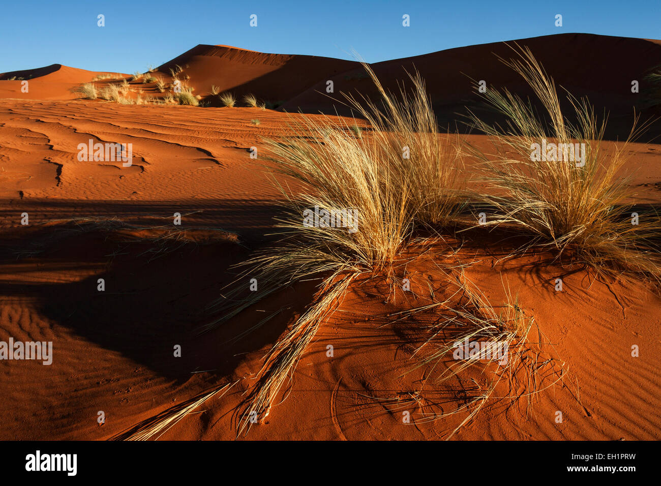 Southern foothills of the Namib desert, sand dunes with tufts of grass ...