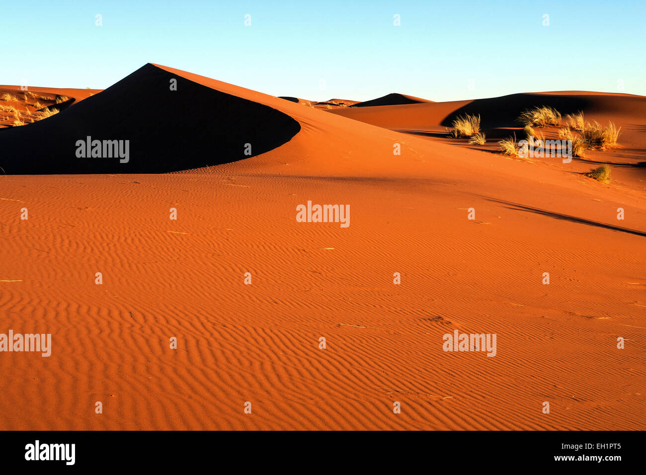 Southern foothills of the Namib desert, sand dunes with tufts of grass ...