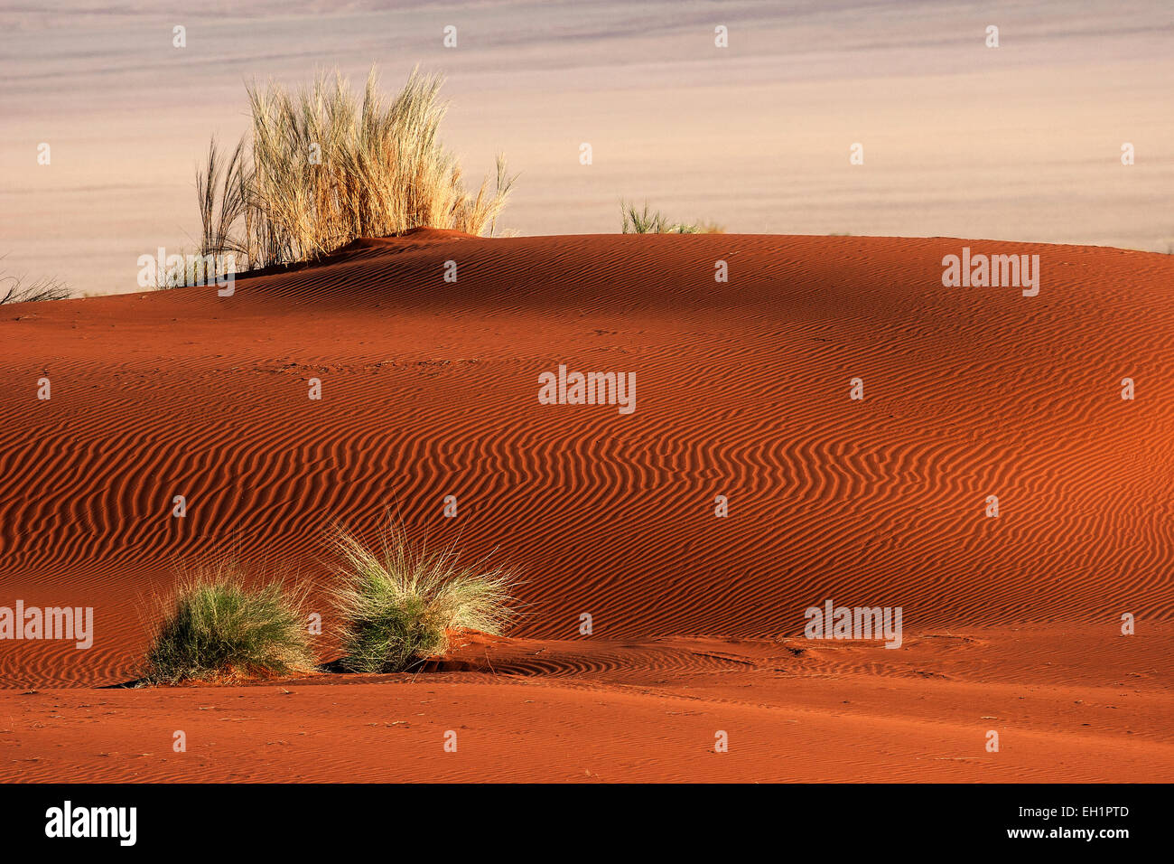 Sand dune covered with tufts of grass, patterns in the sand, Namib ...