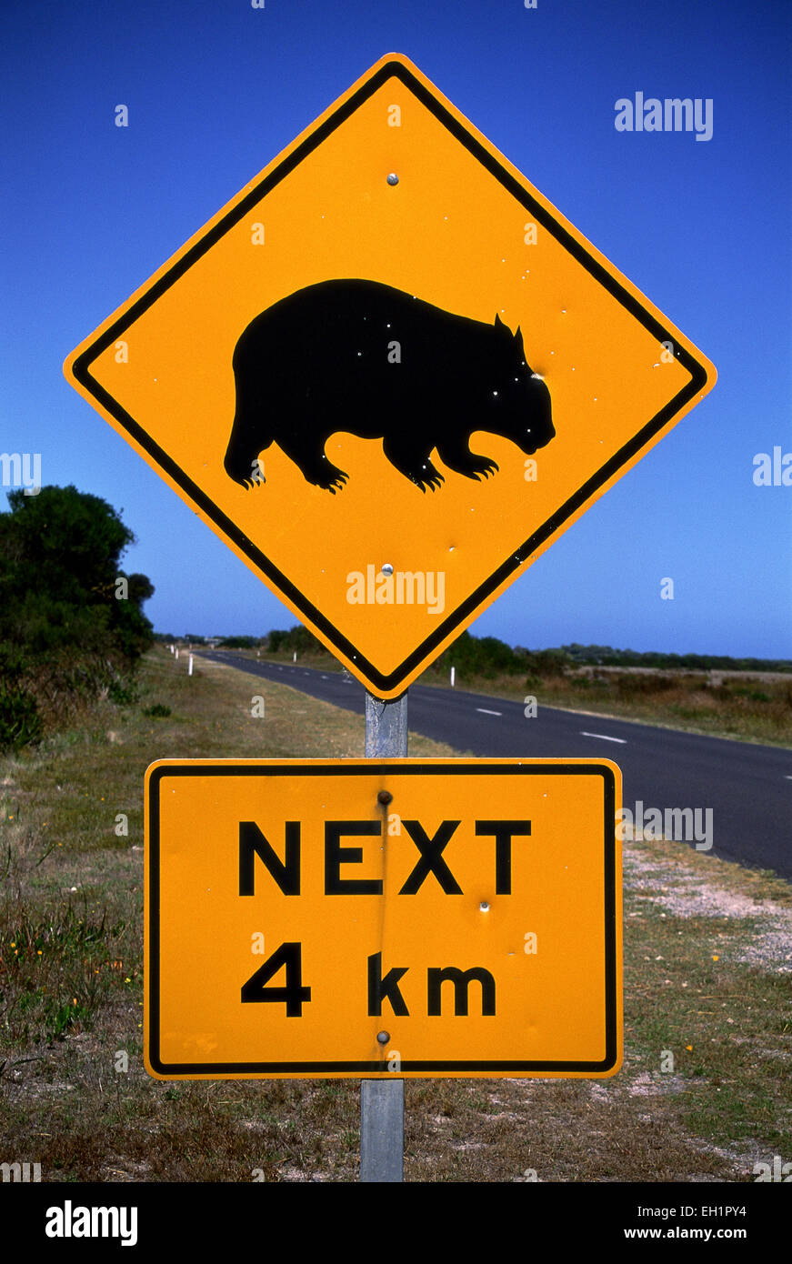 Close up of a wombat hi-res stock photography and images - Alamy