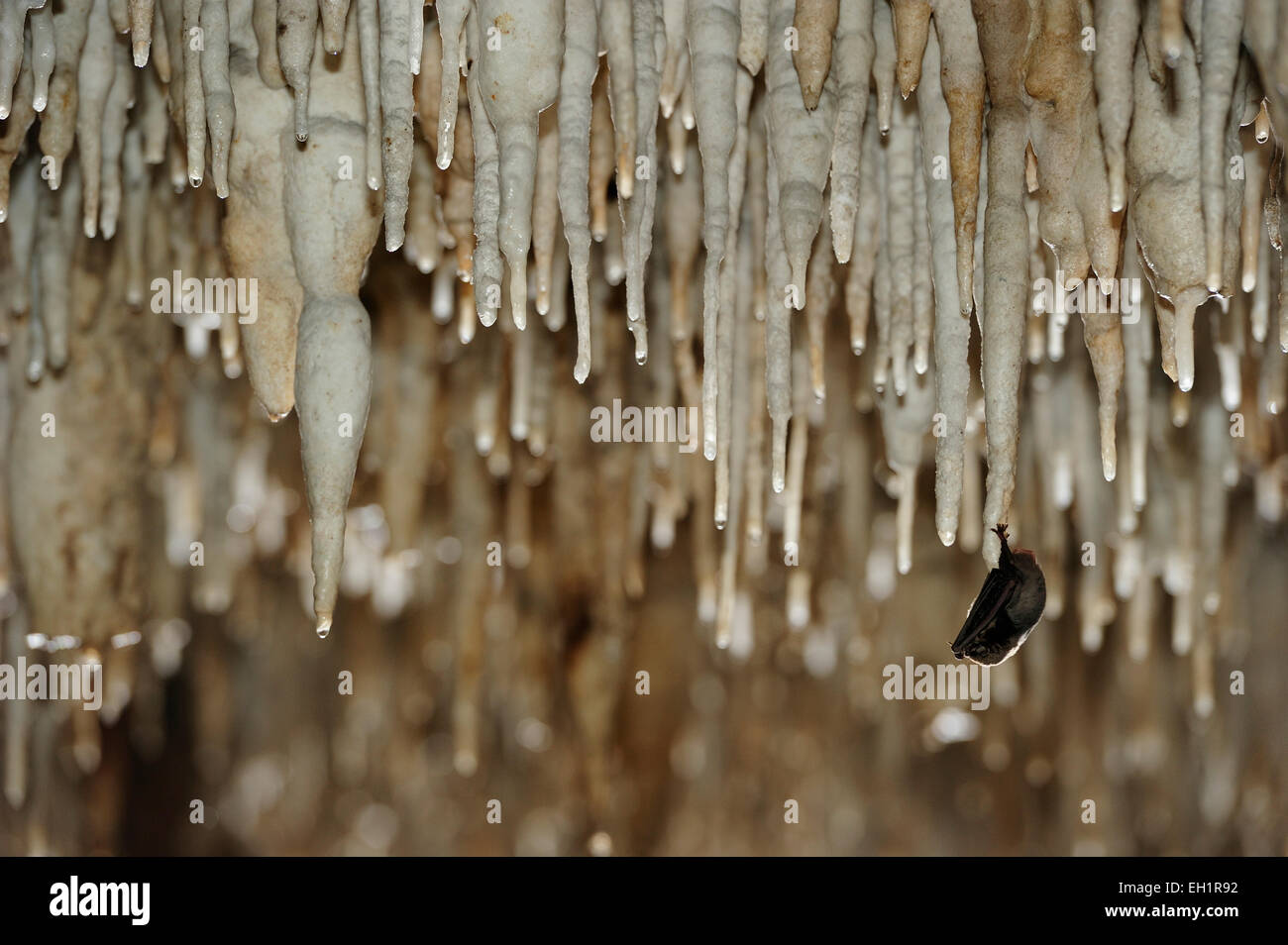 Schreiber's long fingered bat (Miniopterus schreibersi) - Bat roosting ...